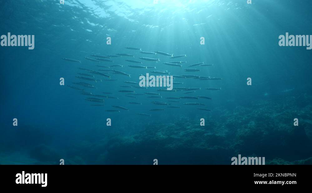 barracuda fish underwater ocean scenery with sun beams and rays Stock ...