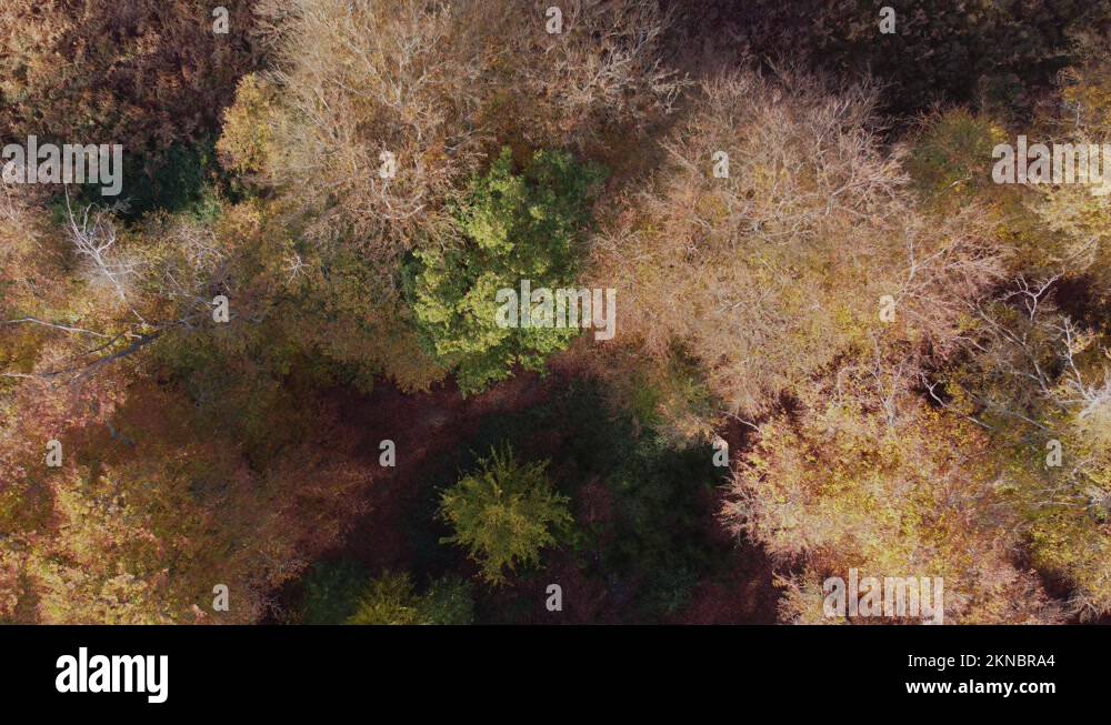 Wildlife in epping forest Stock Videos & Footage - HD and 4K Video ...