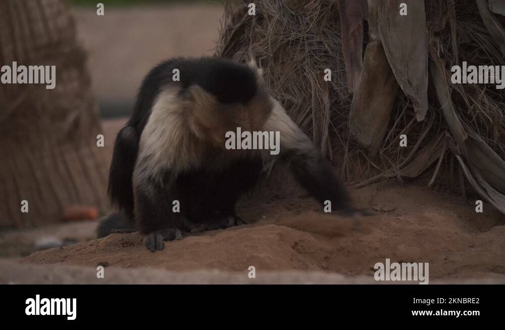 a hungry capuchin monkey searches a small dirt mound for grubs Stock ...
