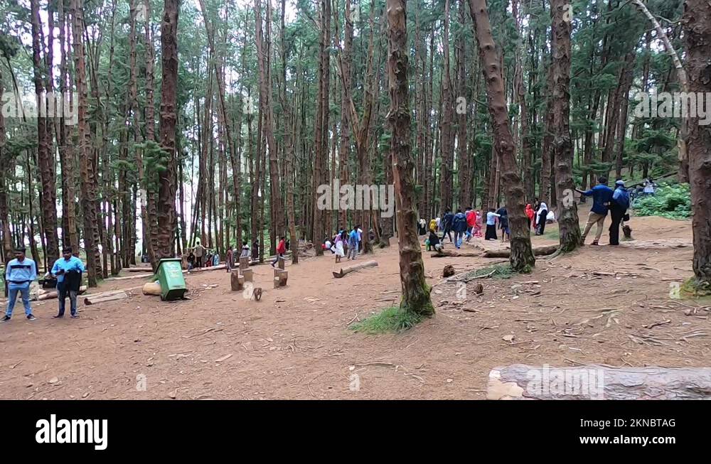 Pine Tree Forest Ooty. Massive forest in south India hill station Stock ...