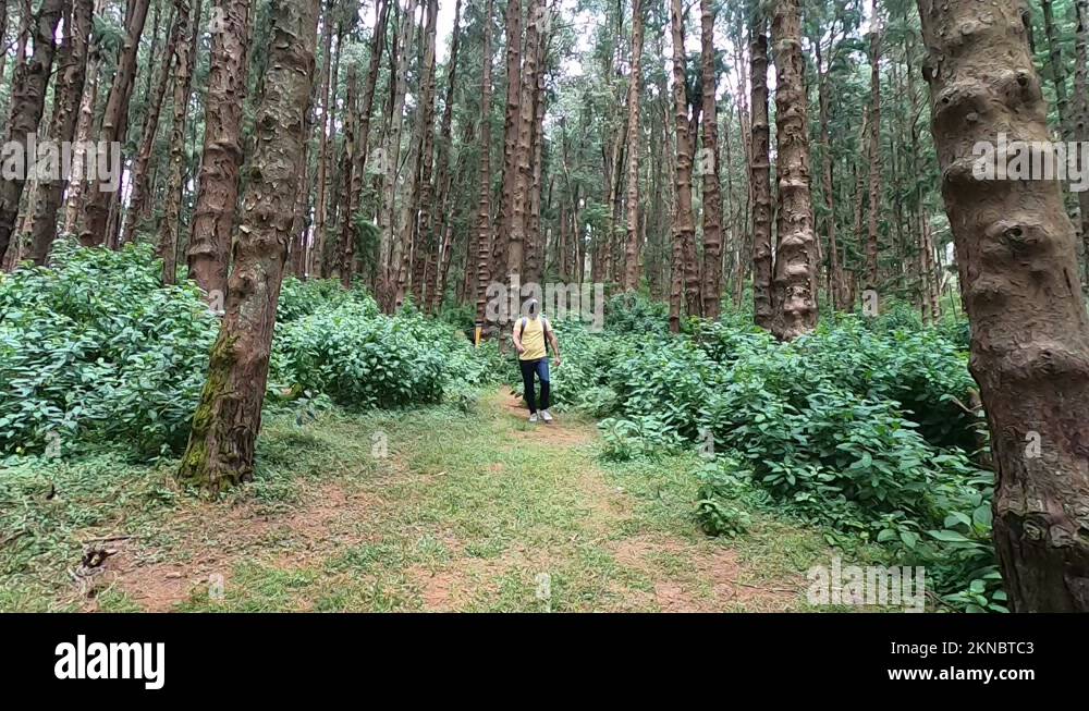 Pine Tree Forest Ooty. Massive forest in south India hill station Stock ...