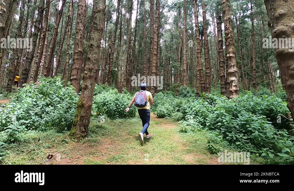 Pine Tree Forest Ooty. Massive forest in south India hill station Stock ...