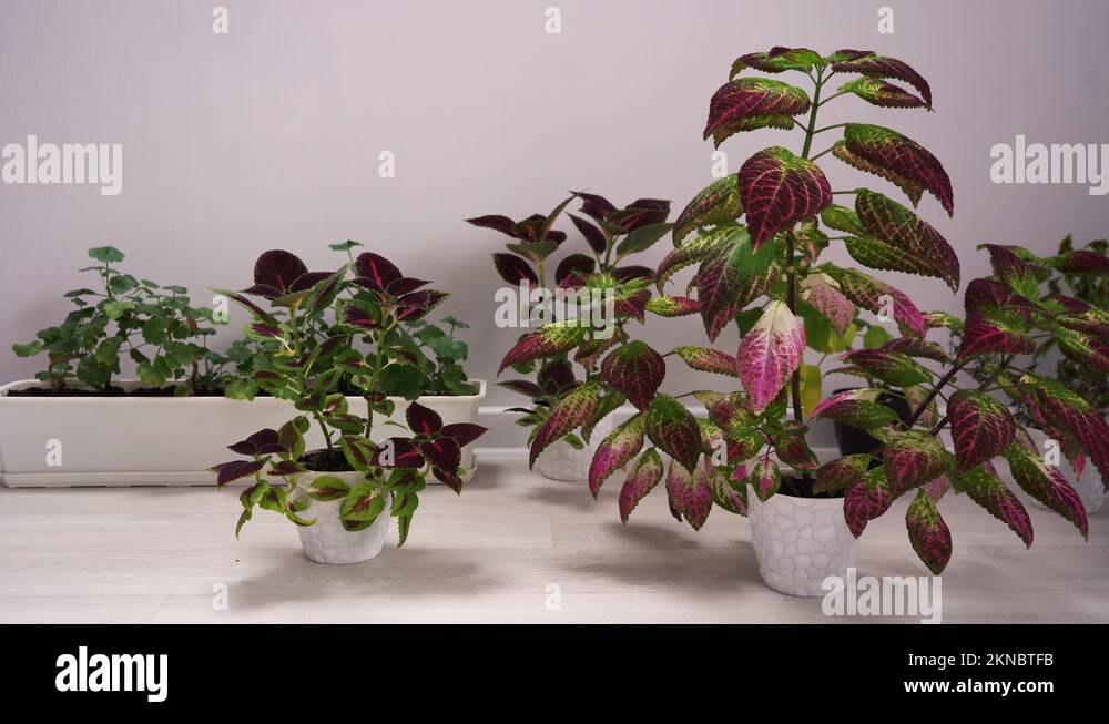 Unusual plant plants Stock Videos & Footage - HD and 4K Video Clips - Alamy