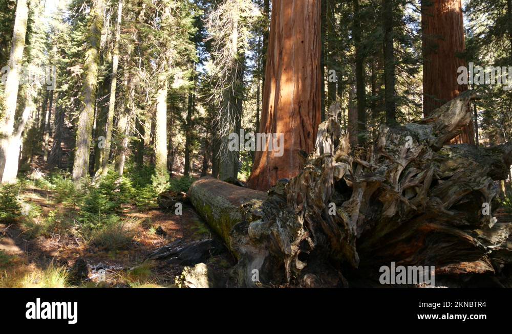 Redwood giant sequoia tree trees Stock Videos & Footage - HD and 4K ...