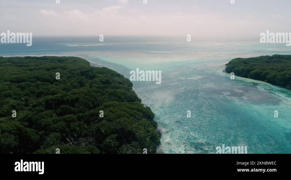 Mangroves caribbean birds Stock Videos & Footage - HD and 4K Video ...