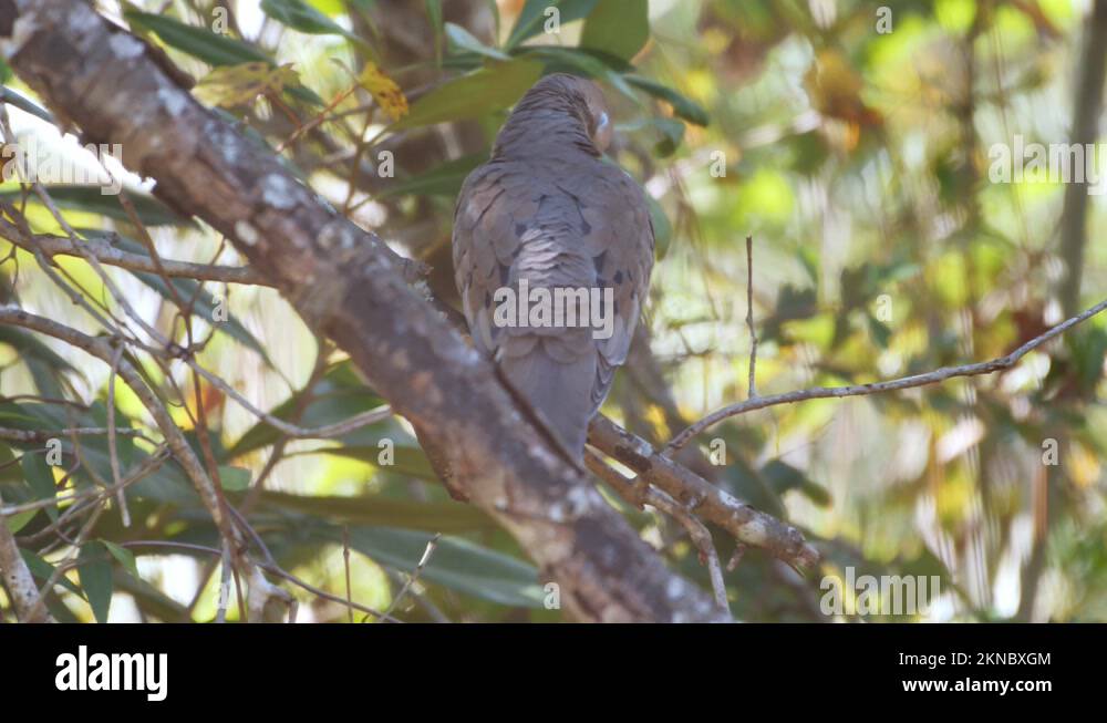 Mourning dove in tree Stock Videos & Footage - HD and 4K Video Clips ...