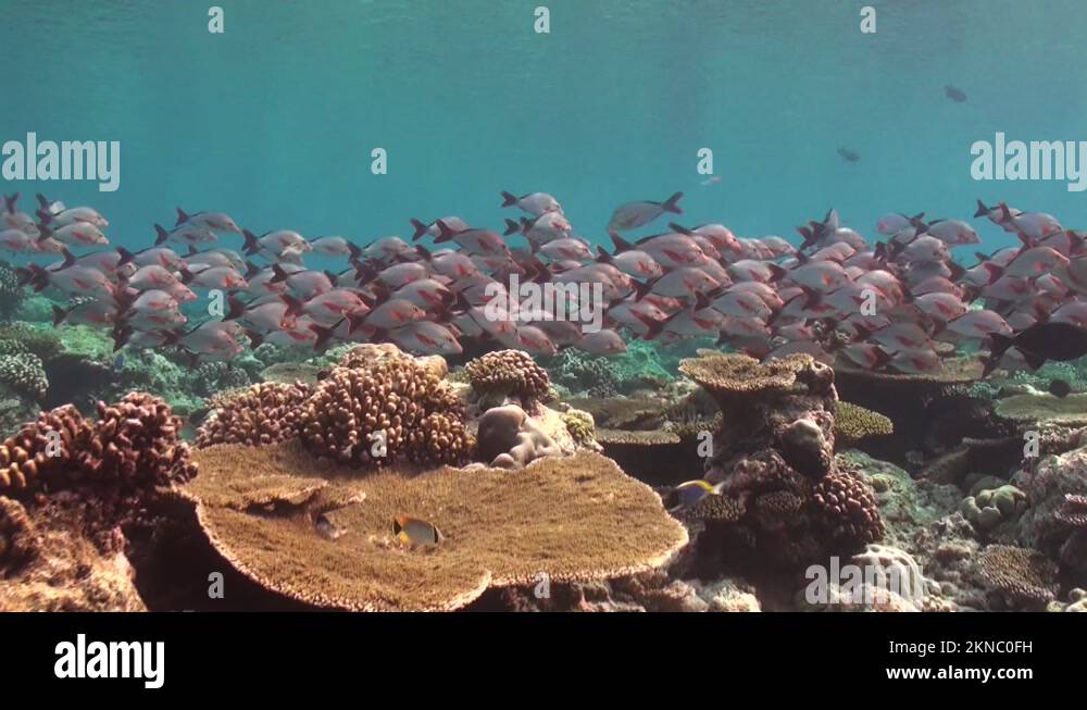 Red snapper swimming Stock Videos & Footage - HD and 4K Video Clips - Alamy