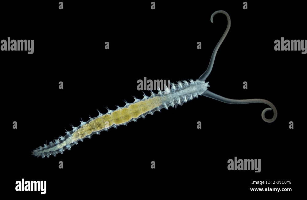 Spionidae Stock Videos & Footage - HD and 4K Video Clips - Alamy