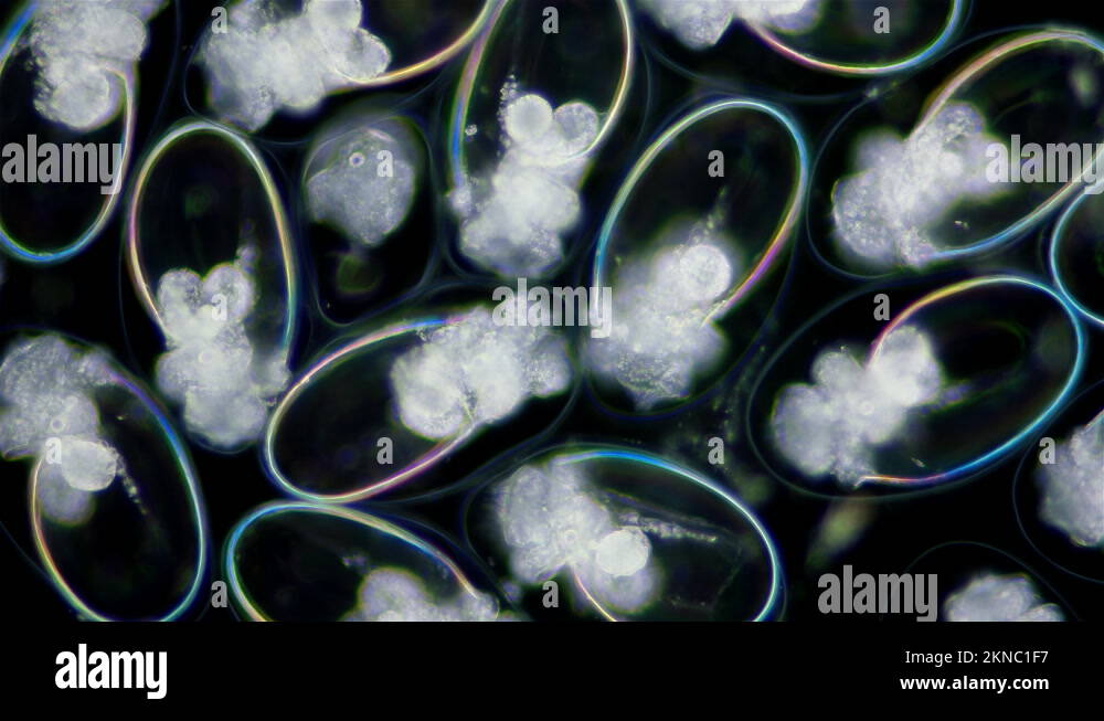 Eggs with Mollusca Nudibranchia embryos under a microscope Stock Video ...