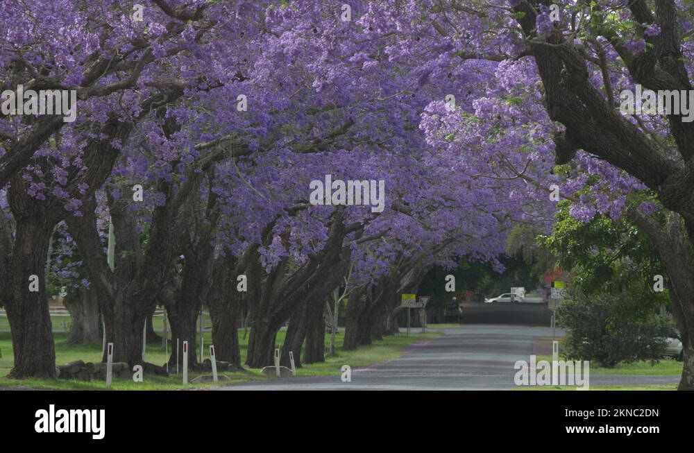 Street with blooming jacaranda trees Stock Videos & Footage - HD and 4K ...
