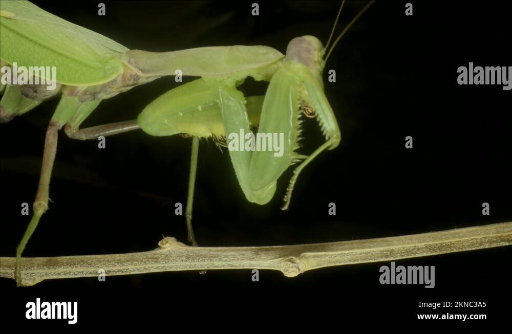 Praying mantis face close up Stock Videos & Footage - HD and 4K Video ...