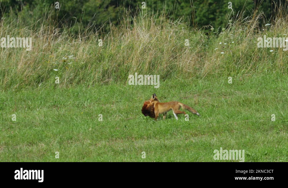 Chicken on farm Stock Videos & Footage - HD and 4K Video Clips - Alamy