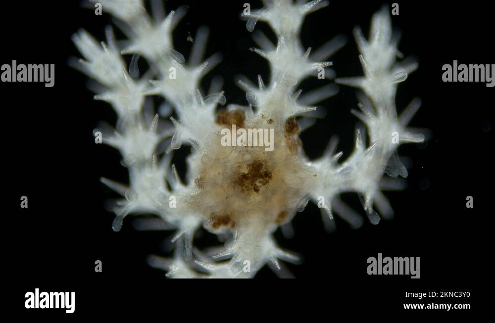 Indian seastar Stock Videos & Footage - HD and 4K Video Clips - Alamy