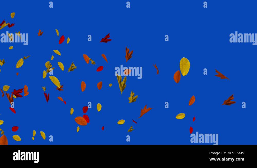 3D realistic autumn leaf flying in the wind blue screen animation ...