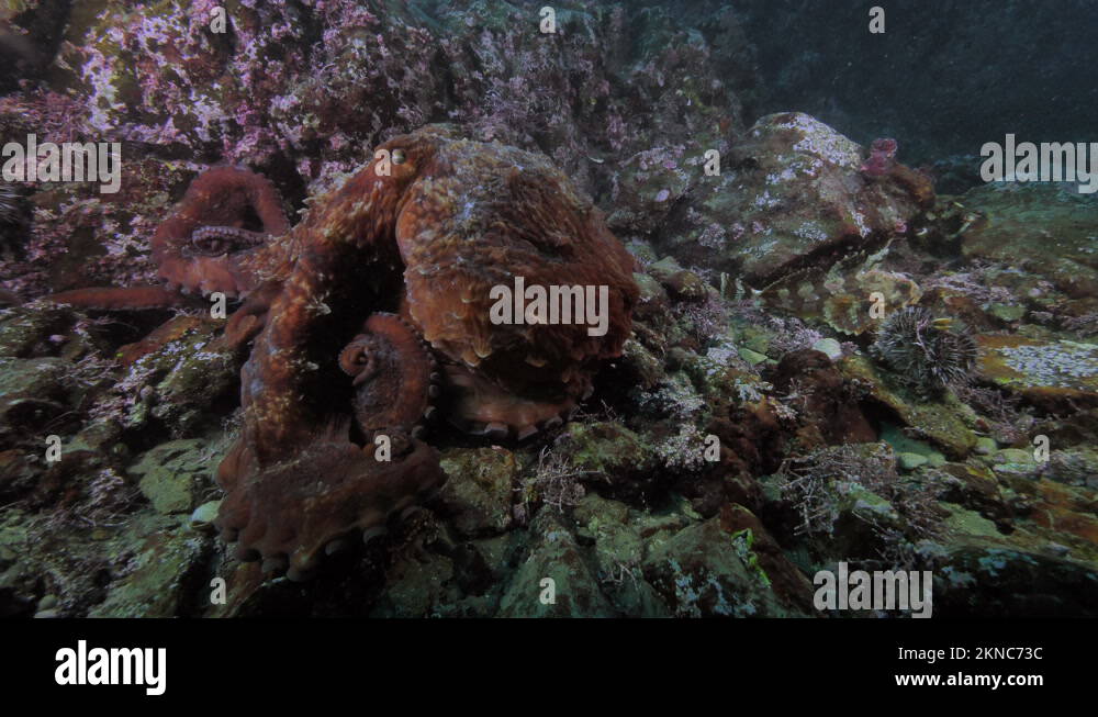 Giant octopus Enteroctopus with The Yellow Irish lord underwater 4k ...