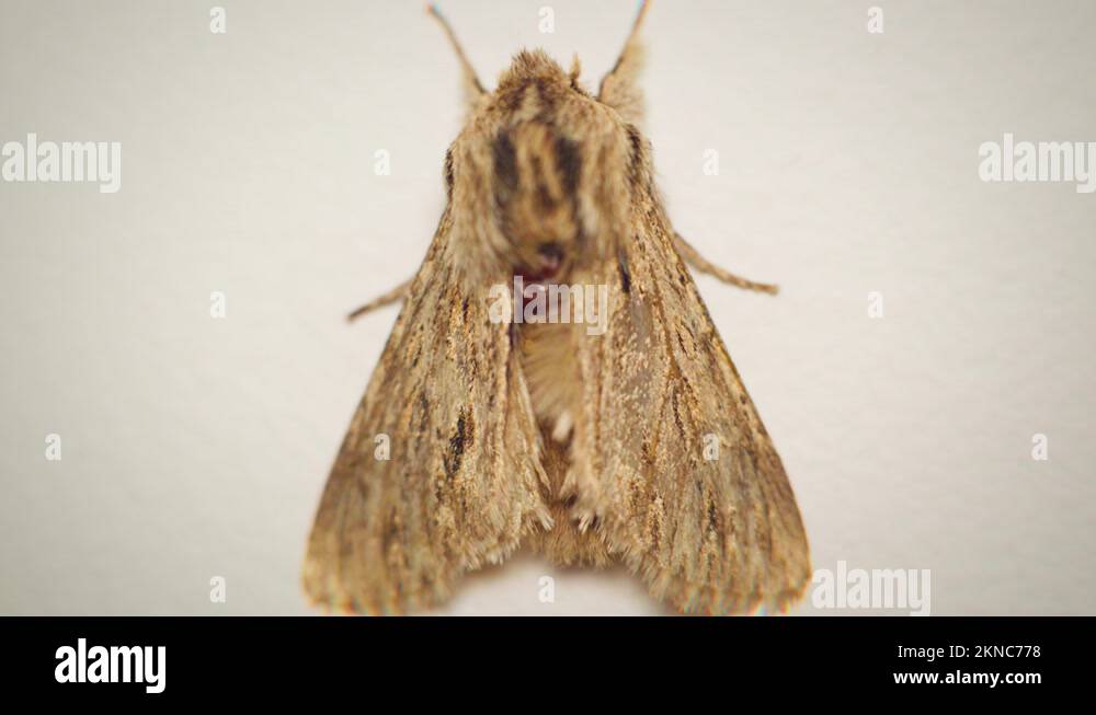 Moth up close Stock Videos & Footage - HD and 4K Video Clips - Alamy