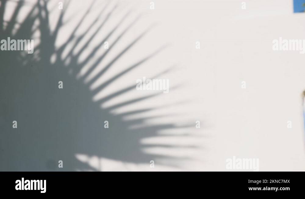 Abstract silhouette shadow of palm leaves tree branch falling on white ...