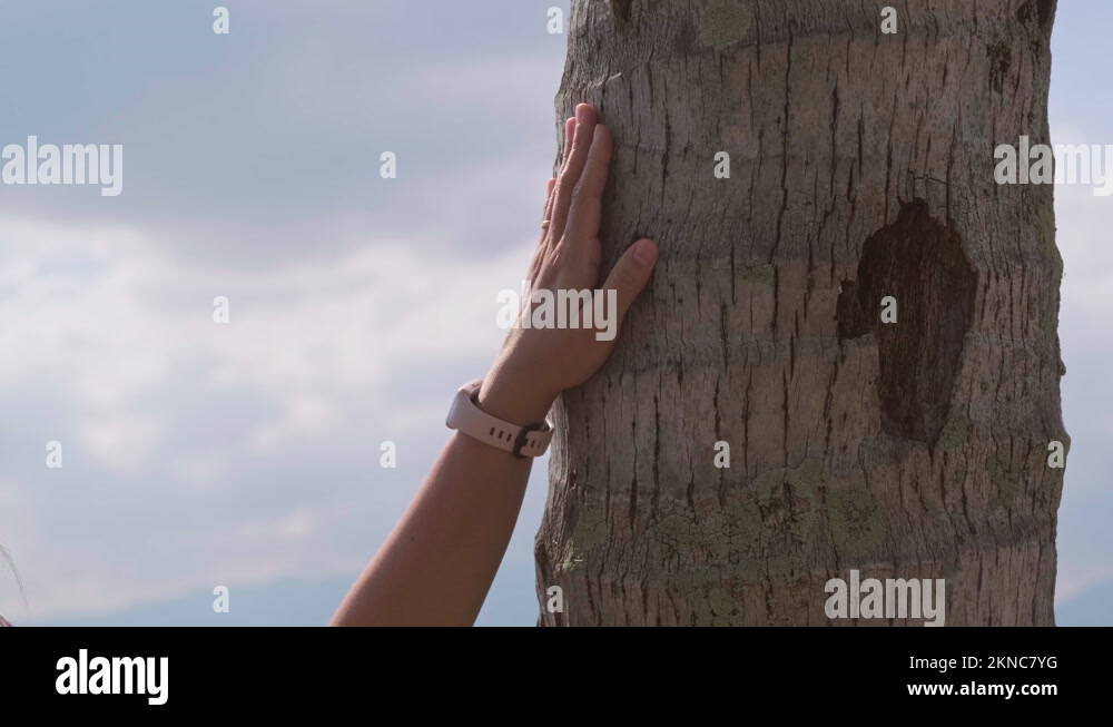 Female tourist touching a tree trunk in the park. Person caring about ...