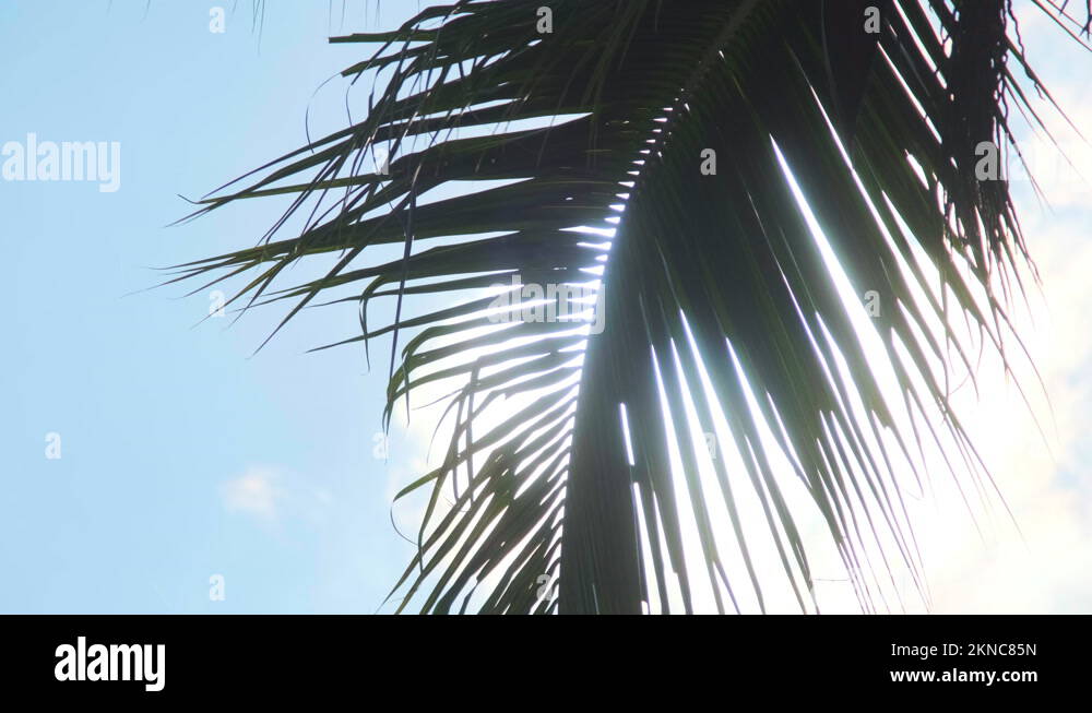 Branches of coconut trees sway in the gentle breeze on blue sky ...