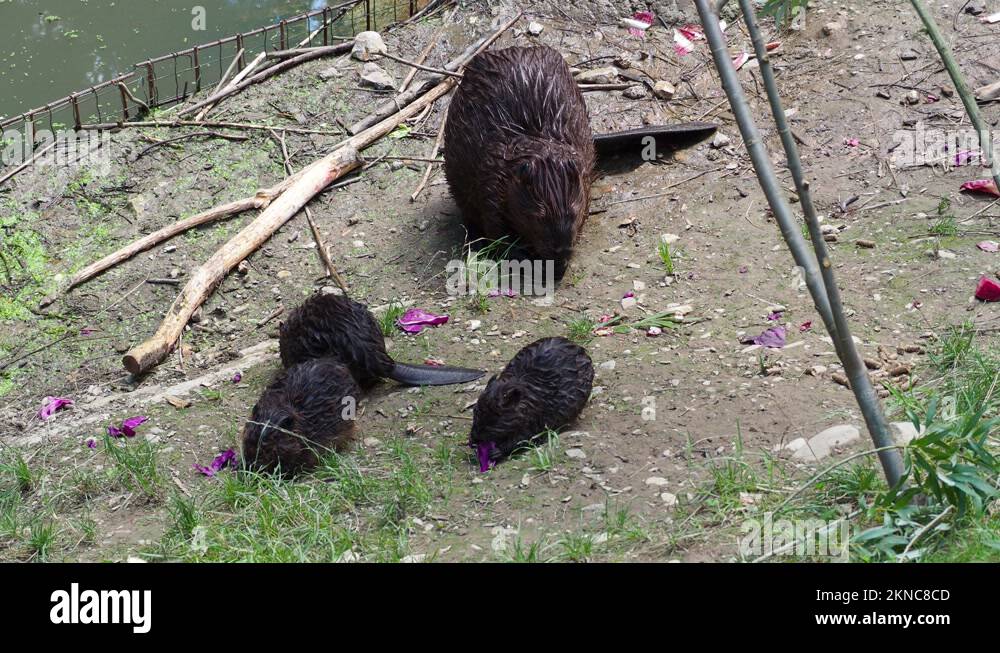 Mother and baby beaver Stock Videos & Footage - HD and 4K Video Clips ...