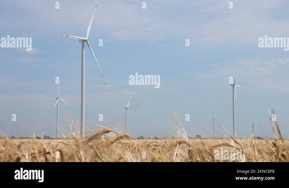 Wind machines rotate in golden wheat field at rural station Stock Video ...
