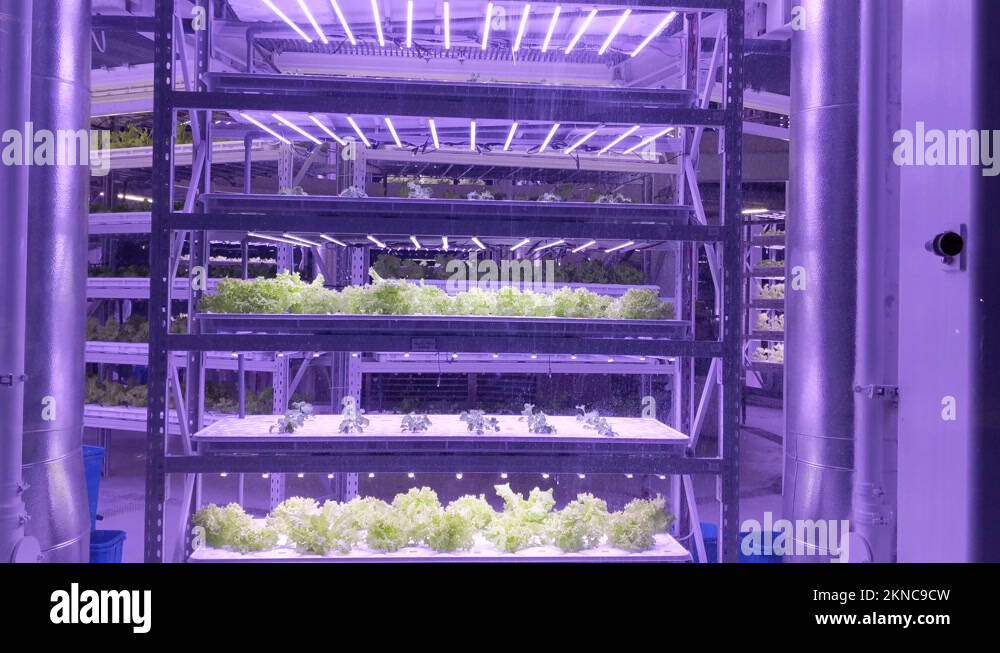 Vertical farming led Stock Videos & Footage - HD and 4K Video Clips - Alamy