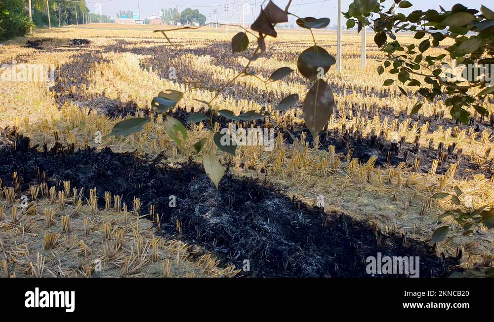 Ash residue Stock Videos & Footage - HD and 4K Video Clips - Alamy