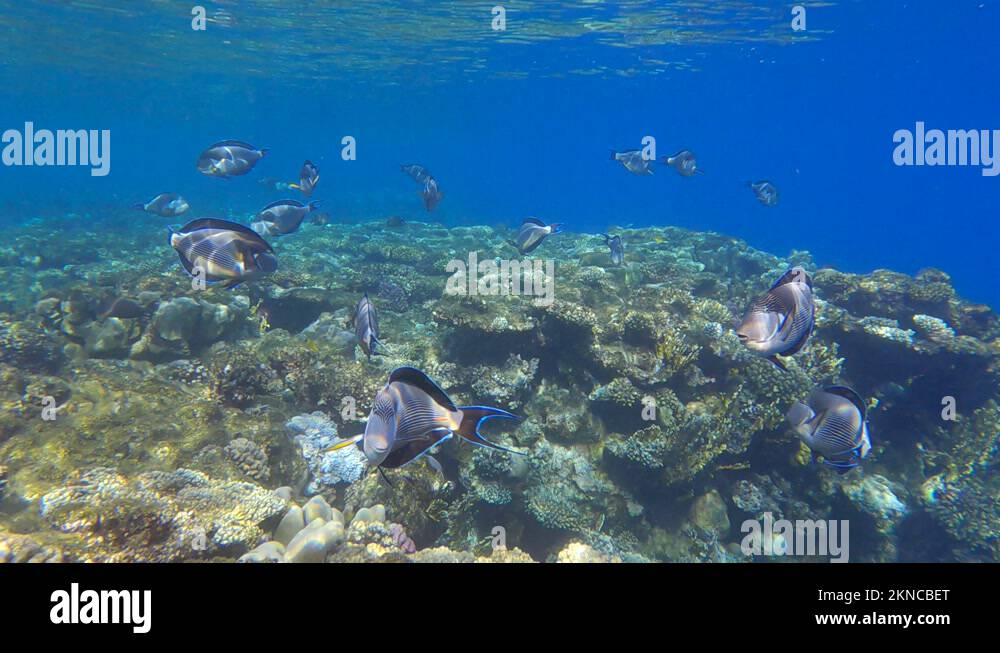 Red sea clown surgeon Stock Videos & Footage - HD and 4K Video Clips ...