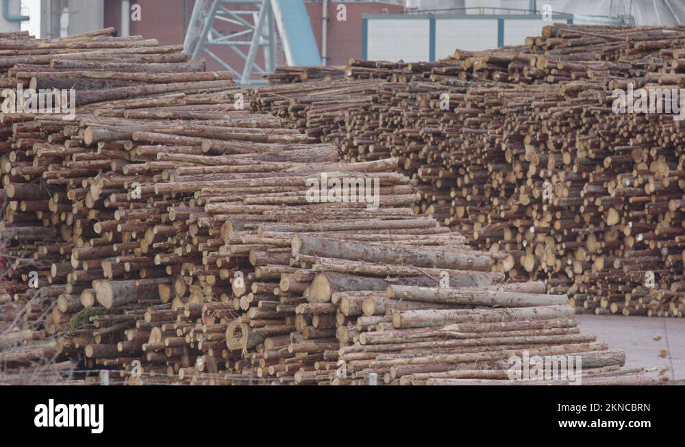 Chopped timber Stock Videos & Footage - HD and 4K Video Clips - Alamy