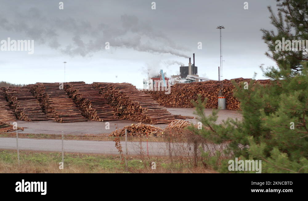 Timber for pulp Stock Videos & Footage - HD and 4K Video Clips - Alamy
