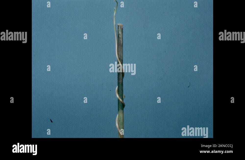 Bine plant Stock Videos & Footage - HD and 4K Video Clips - Alamy