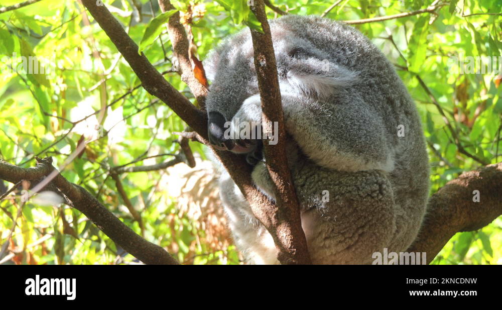Australian native animals in the australian outback Stock Videos ...