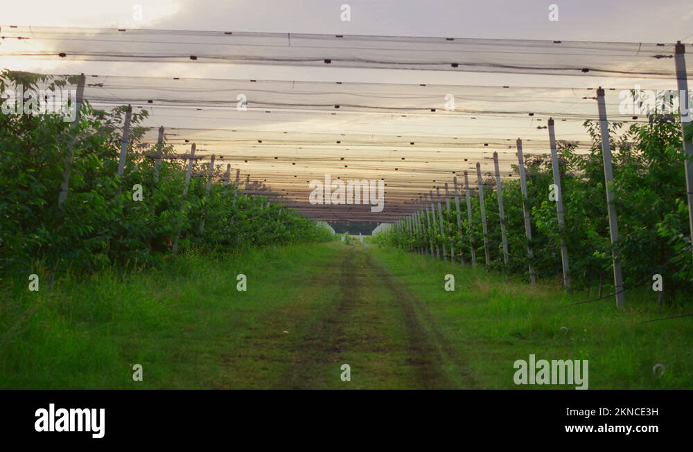 Agronomy farm plantation house without people. Empty garden orchard ...