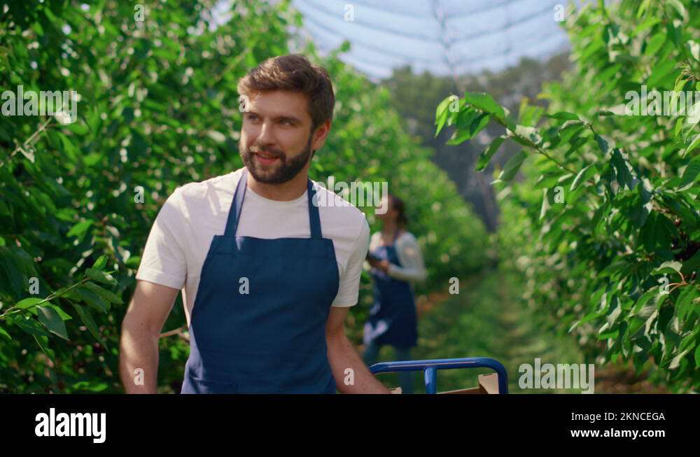 Farm employee partners working on farmland harvesting cherry monitoring ...