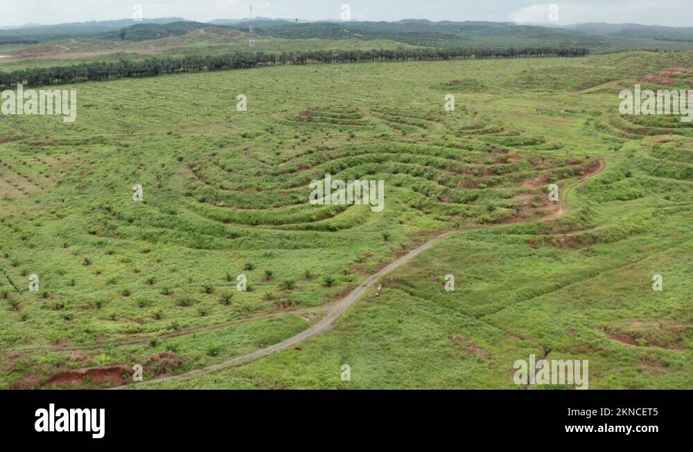 New palm oil plantation Stock Videos & Footage - HD and 4K Video Clips ...