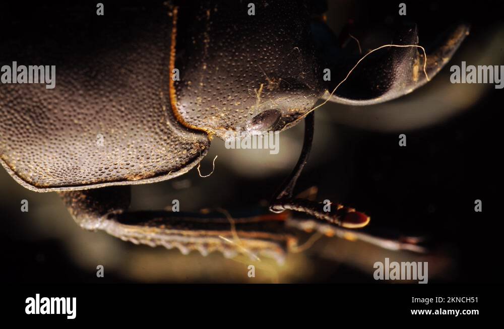 Stag beetle is moving its leg under microscope and crawling away in the ...