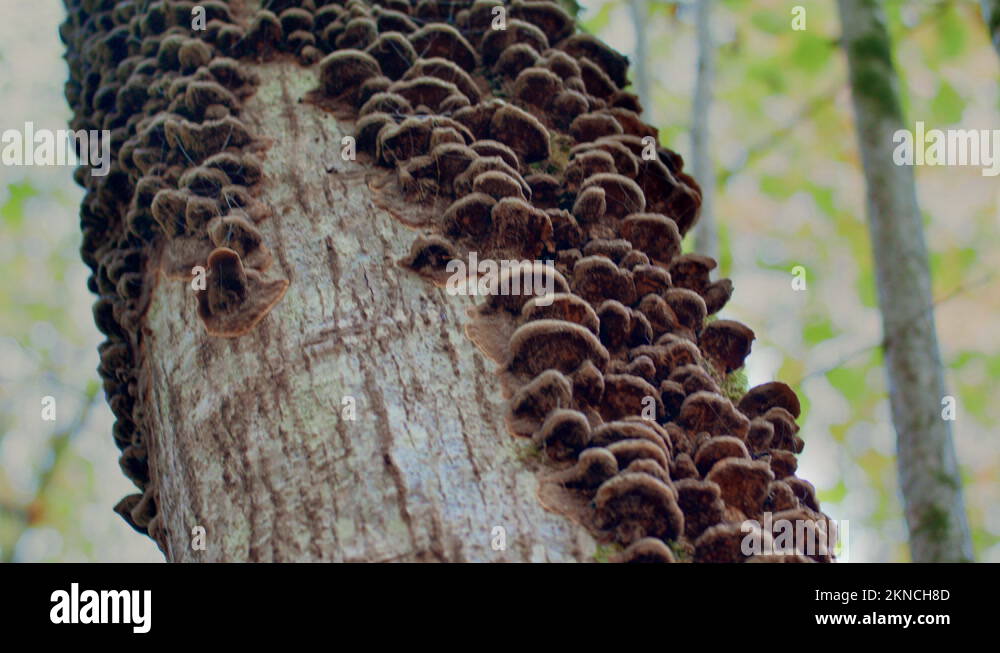 Fungi are parasites on a dying tree in the forest Stock Video Footage ...