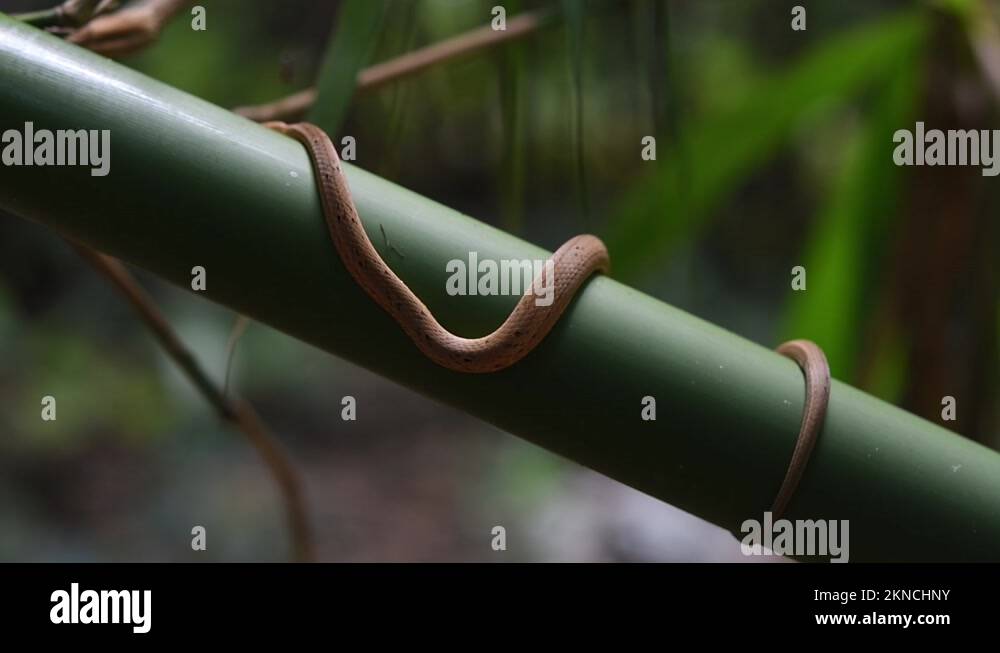 Seen coiling around a diagonal bamboo in the forest; Common Mock Viper ...