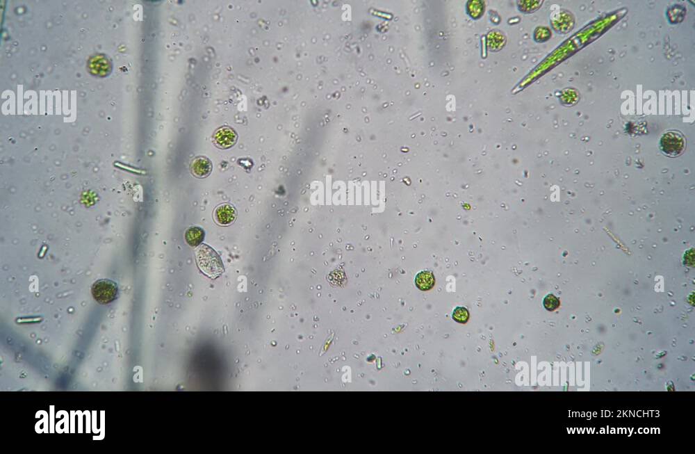 Body diversity in education Stock Videos & Footage - HD and 4K Video ...