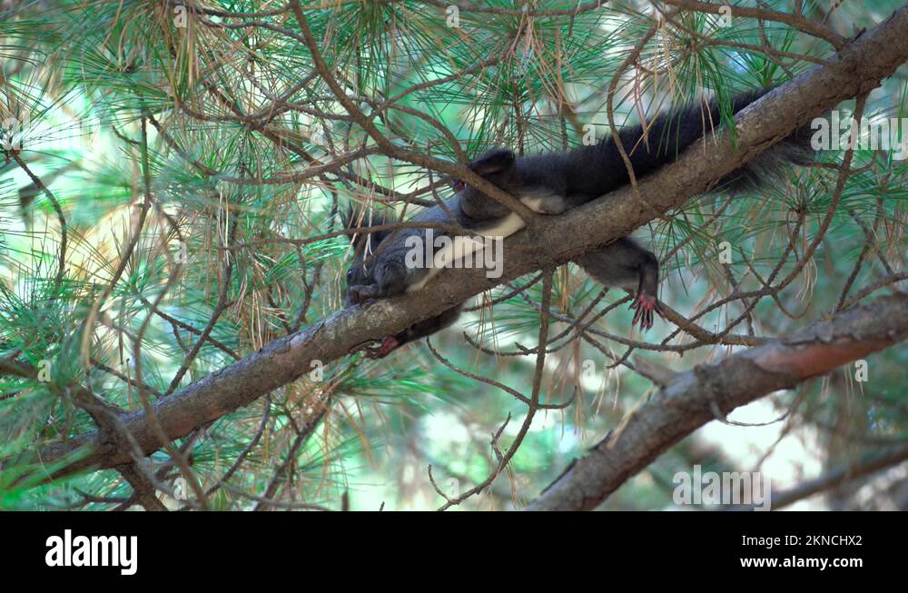 Korean tree squirrel (Sciurus Vulgaris Coreae) lying down on a pine ...