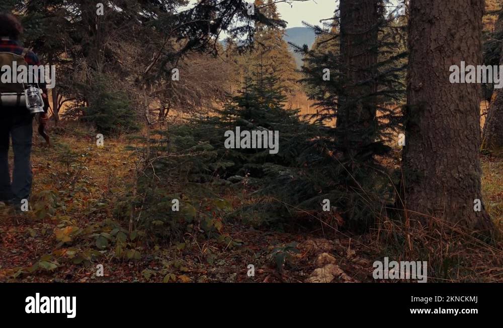 Scouting in the forest Stock Videos & Footage - HD and 4K Video Clips ...