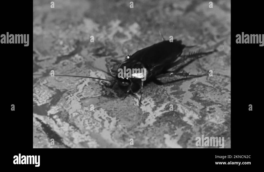 Cockroach side view Stock Videos & Footage - HD and 4K Video Clips - Alamy