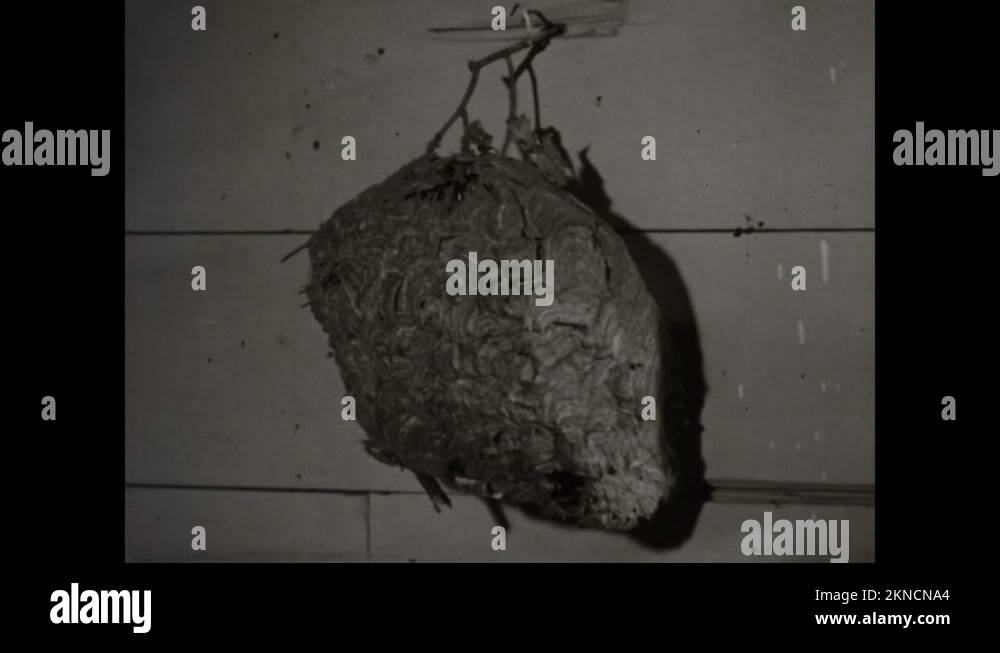 1940s: Teacher and boy talk and look at flashcards. Hornet's nest and ...