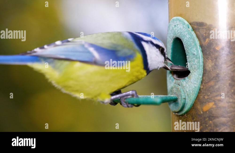 HD Super slow motion macro footage of a bird flying to a bird feeder ...
