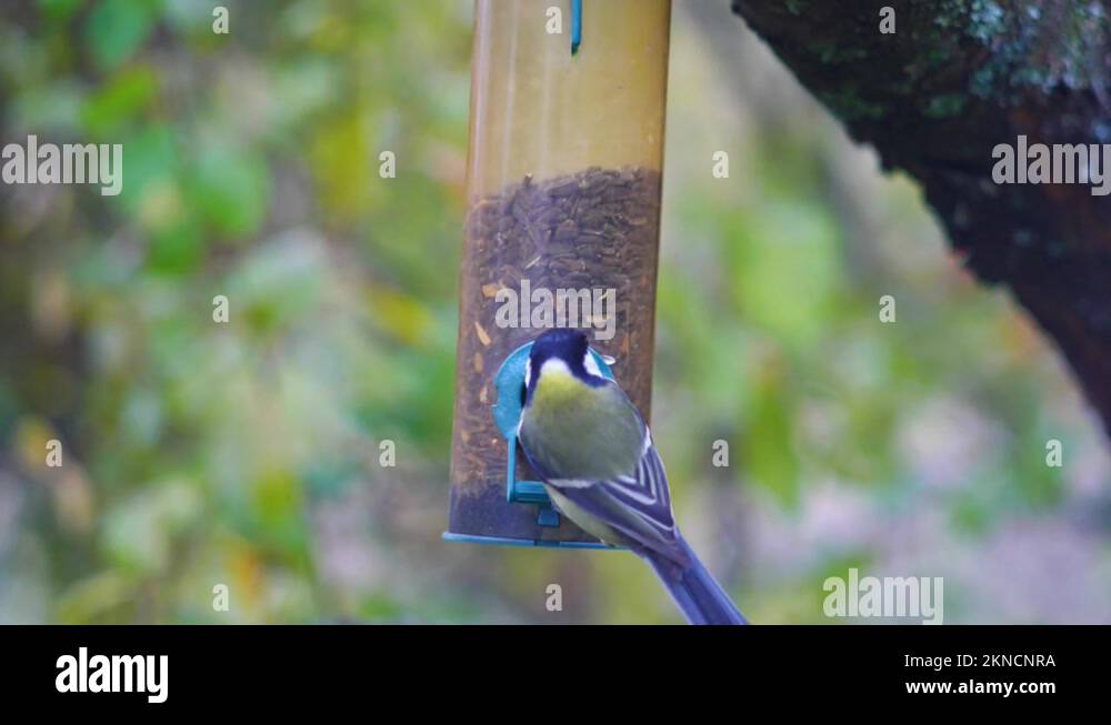 HD Super slow motion footage of birds flying to a bird feeder and ...