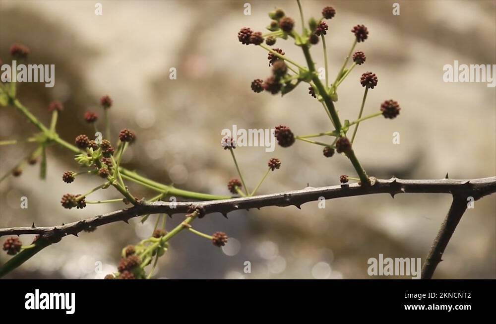 Branch on a tree with a thorn and a green flower stalk , bloom in ...