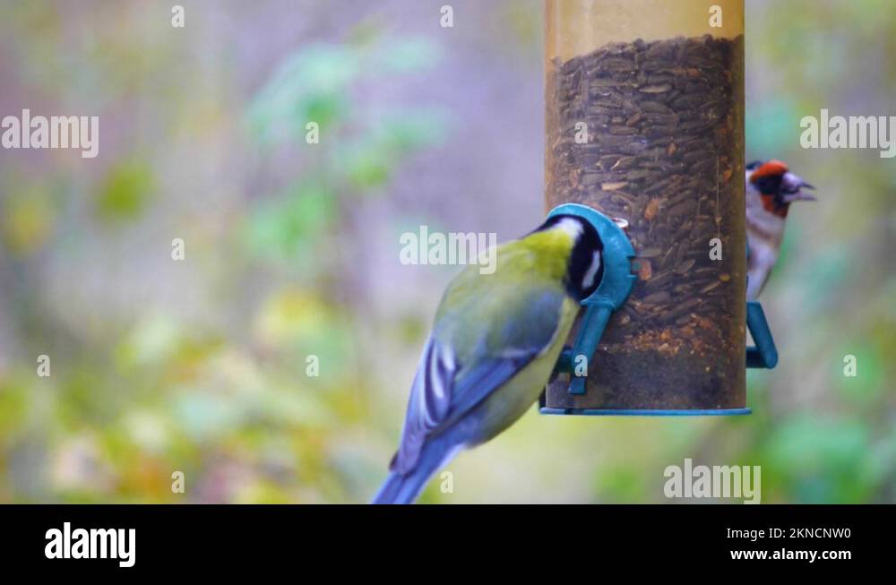 HD Super slow motion footage of a bird flying to a bird feeder and ...