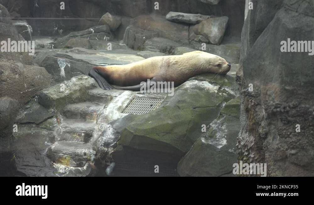 Seal laying Stock Videos & Footage - HD and 4K Video Clips - Alamy