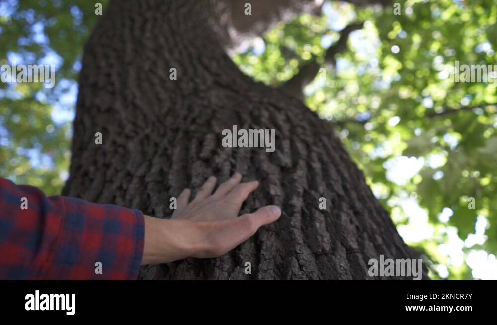 Majestic oak tree Stock Videos & Footage - HD and 4K Video Clips - Alamy