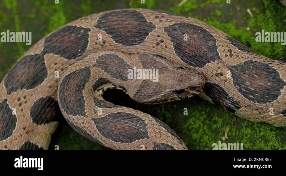 The head of the russells Stock Videos & Footage - HD and 4K Video Clips ...